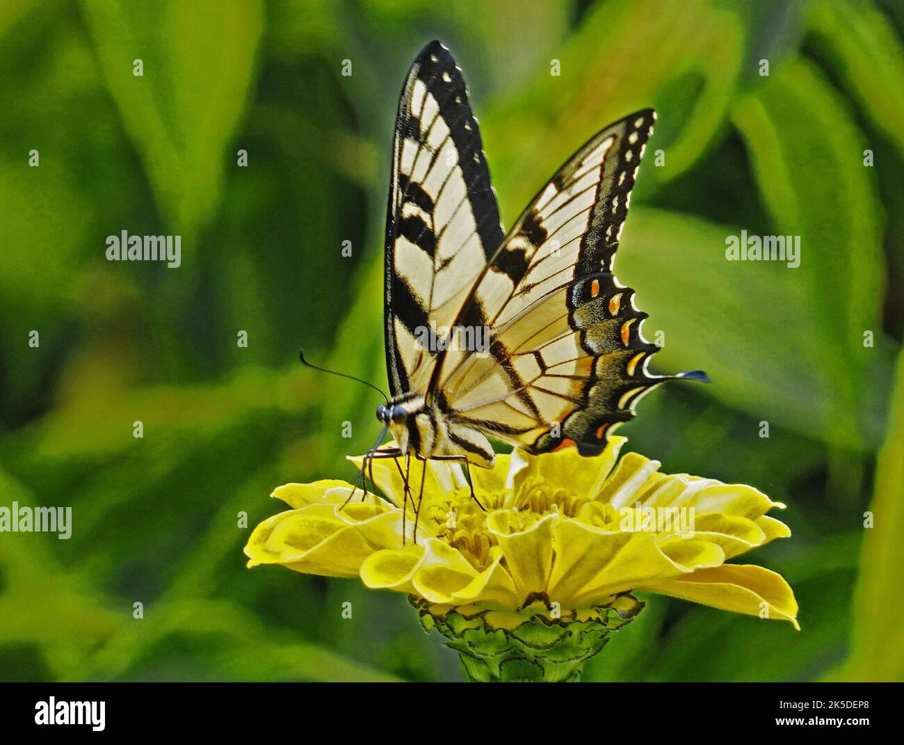 Eastern tiger swallowtail butterfly (papilio glaucus linnaeus ...