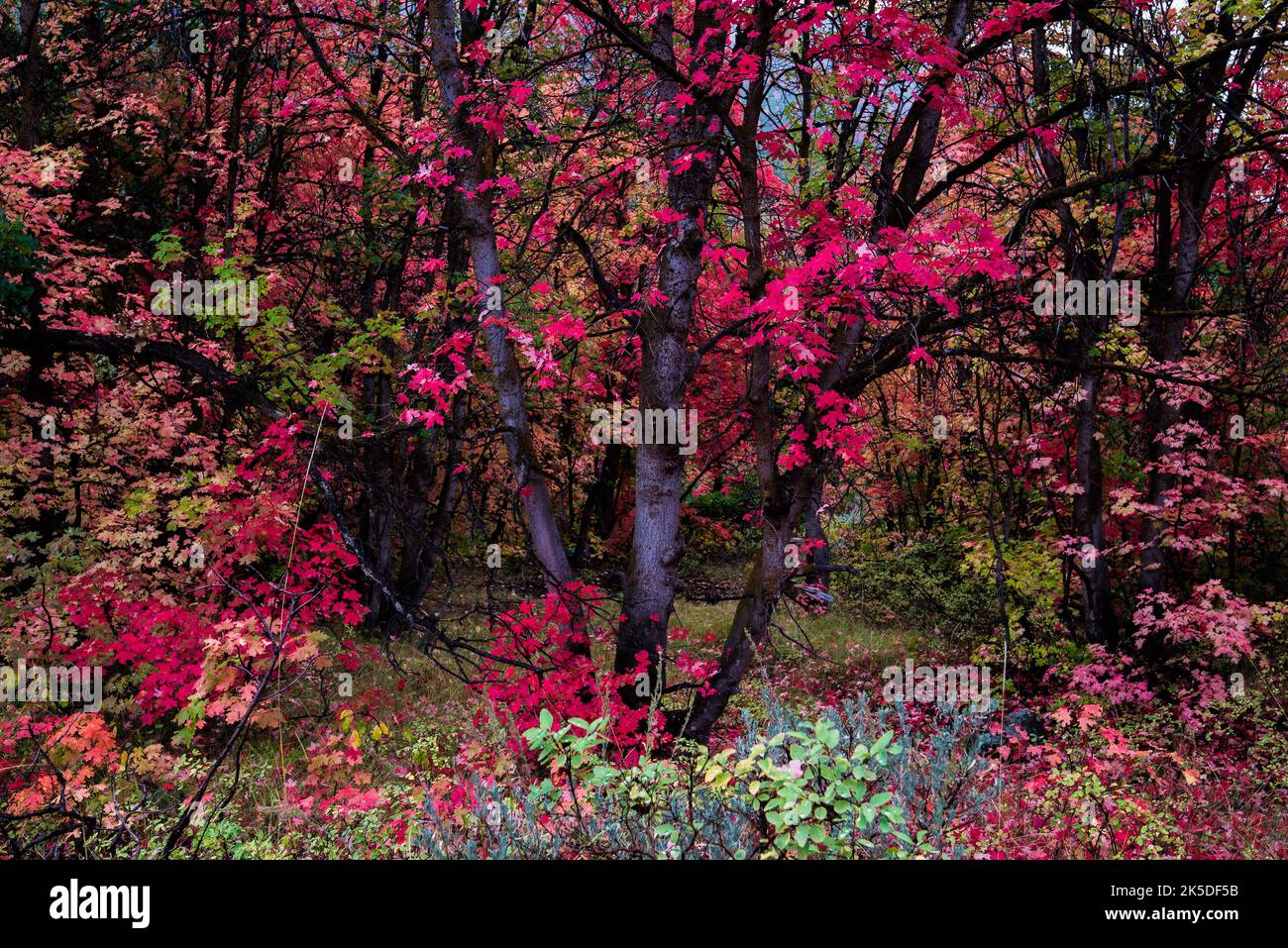 Gurgling pure clean mountain water hi-res stock photography and images ...