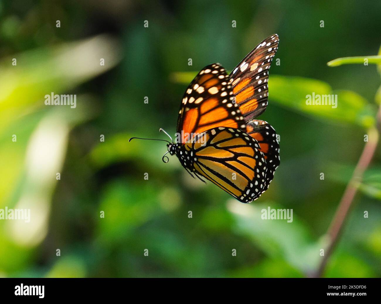 Monarch butterfly in flight in garden in Michigan, USA Stock Photo - Alamy
