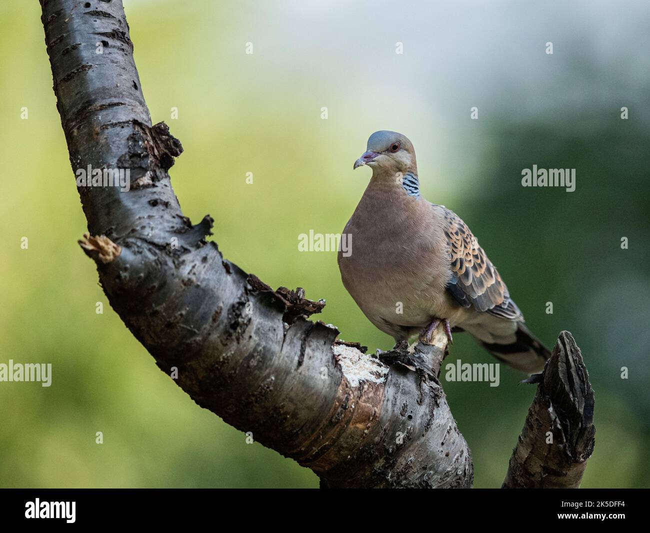 A shallow focus of an adorable spotted dove perching on a tree branch ...