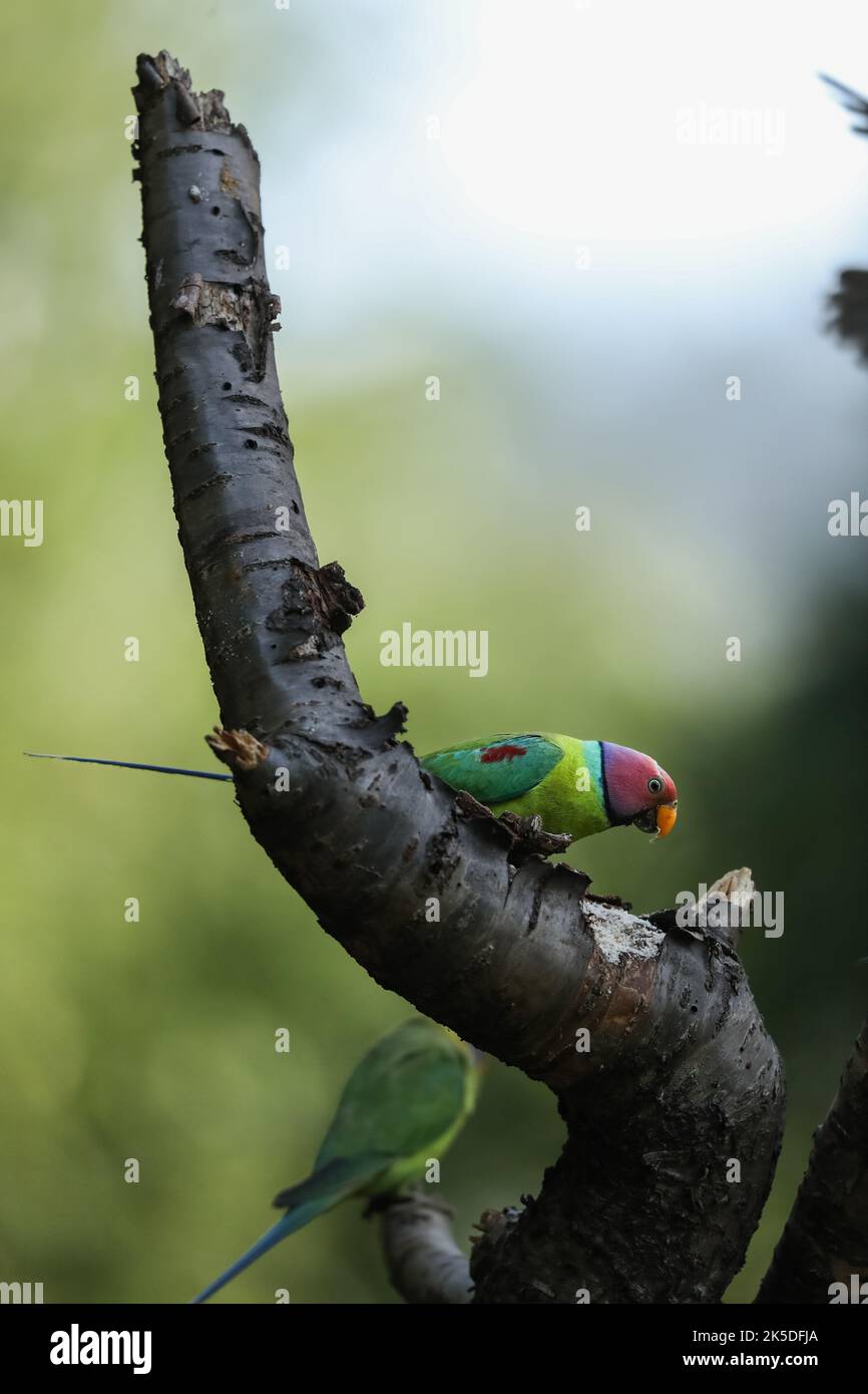 A shallow focus of two adorable plum-headed parakeets perching on a ...