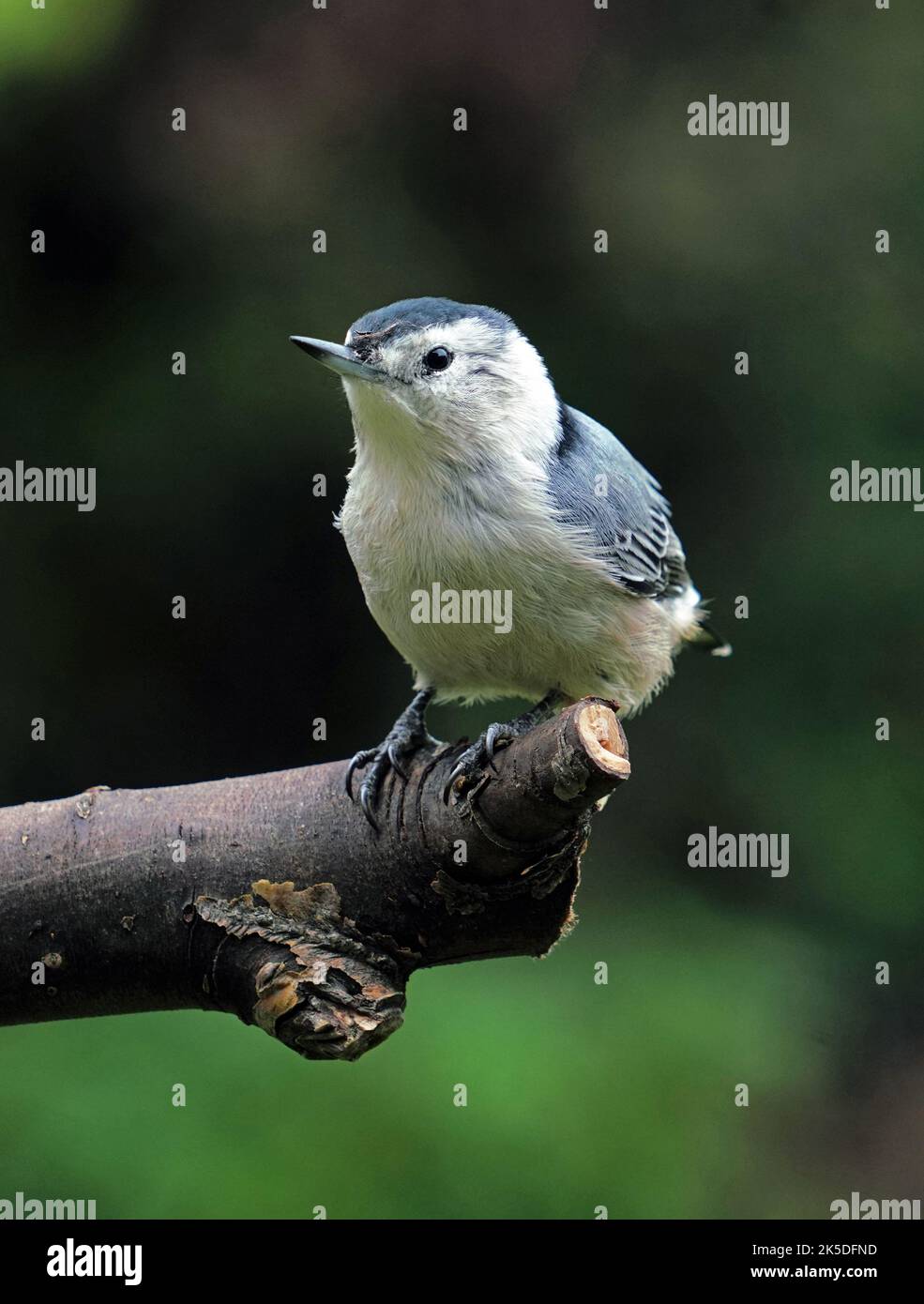 White-breasted Nuthatch in Michigan, USA Stock Photo - Alamy