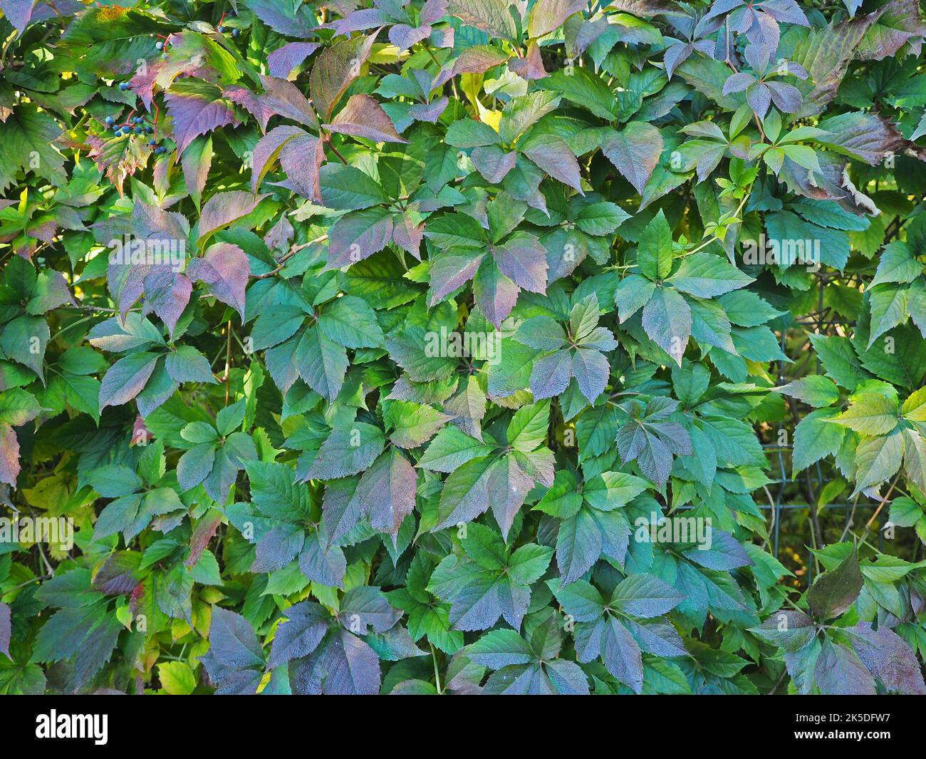 Virginia Creeper, natural wall, hedge, live fence Stock Photo - Alamy