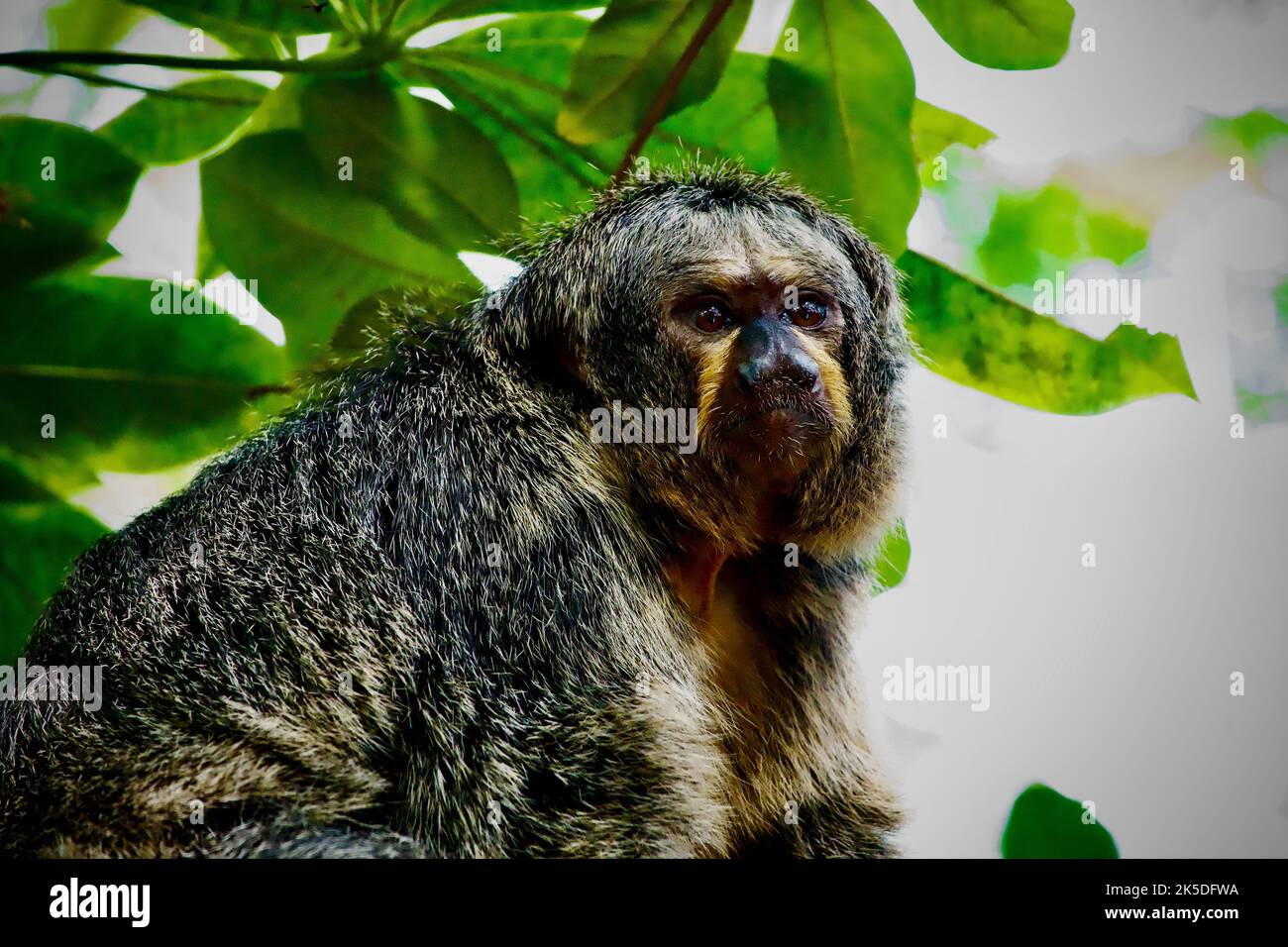 Closeup shot capuchin monkey hi-res stock photography and images - Alamy