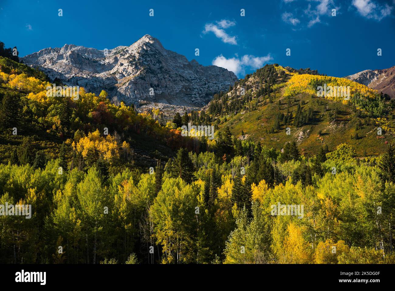 Quaking aspen trees wasatch mountains hi-res stock photography and ...