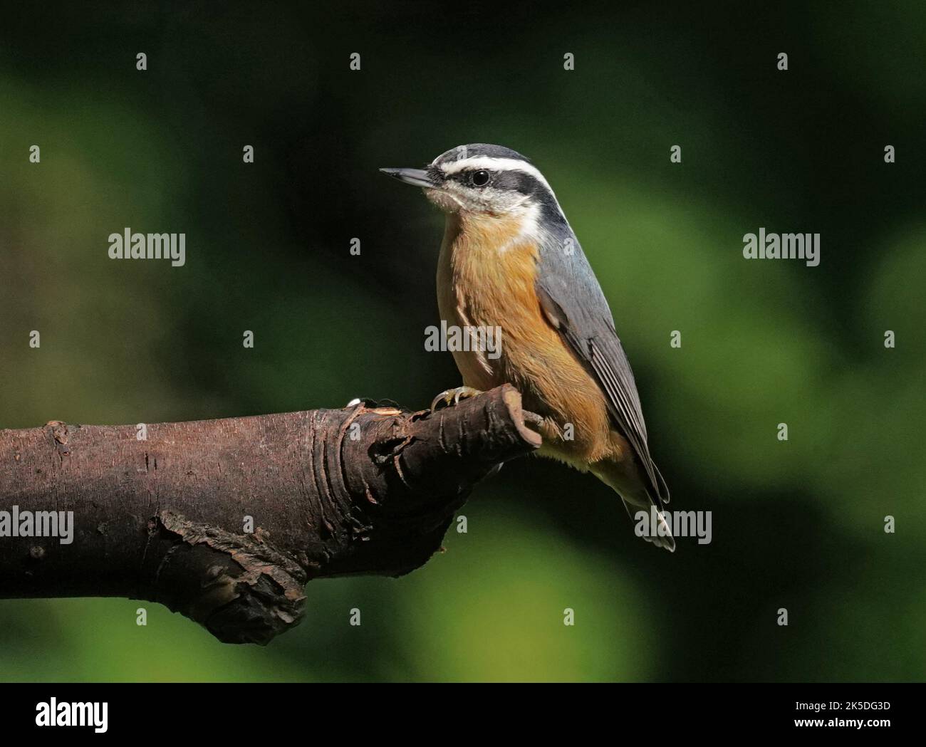 Red-breasted Nuthatch in Michigan, USA Stock Photo - Alamy