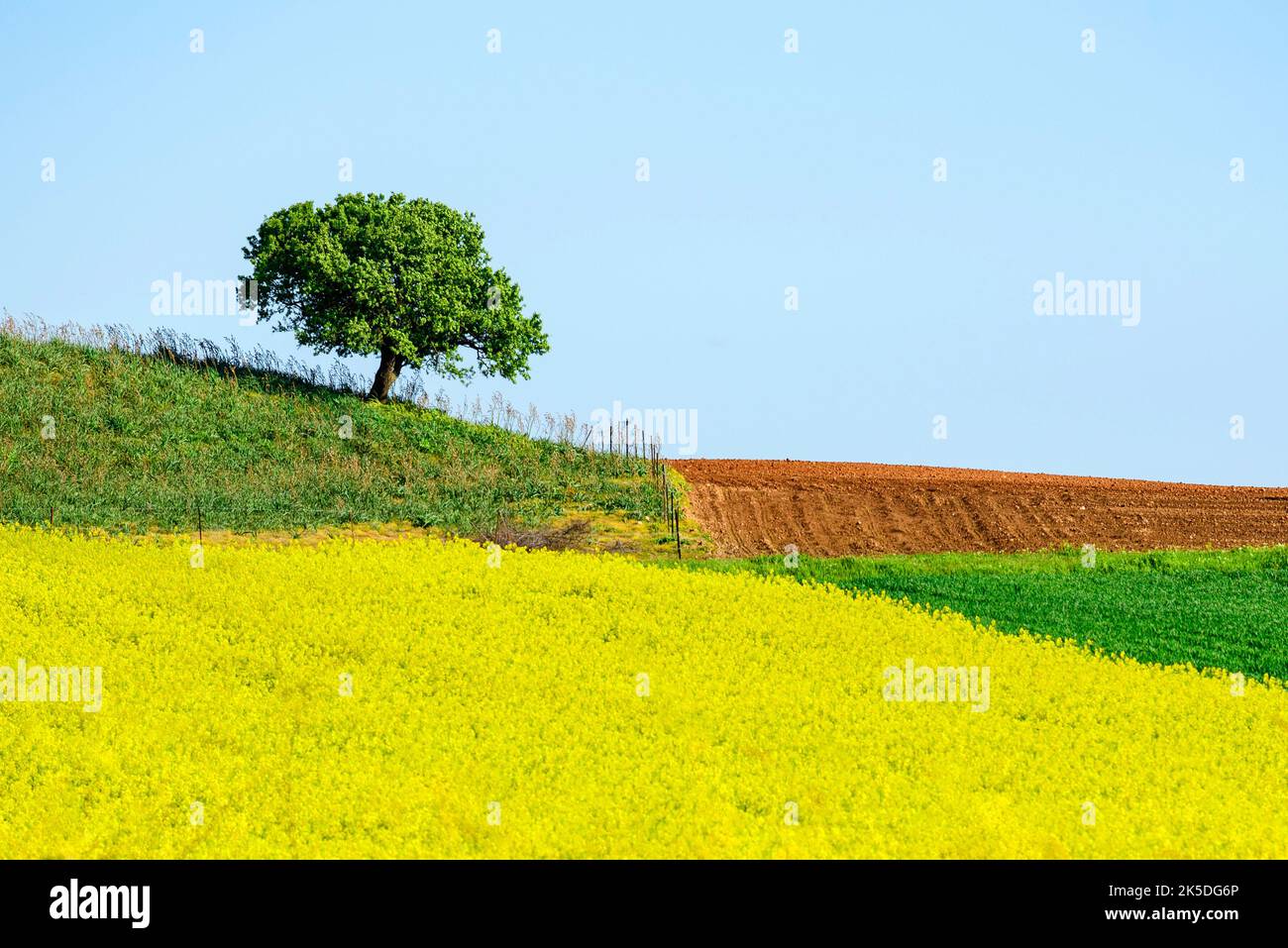 Old oak tree in meadow Stock Photo - Alamy