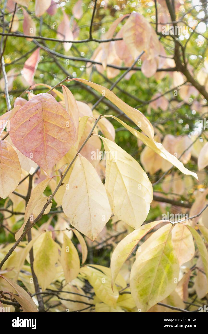 Autumn leaves on a tree in a park. Yellow, red and orange colors ...