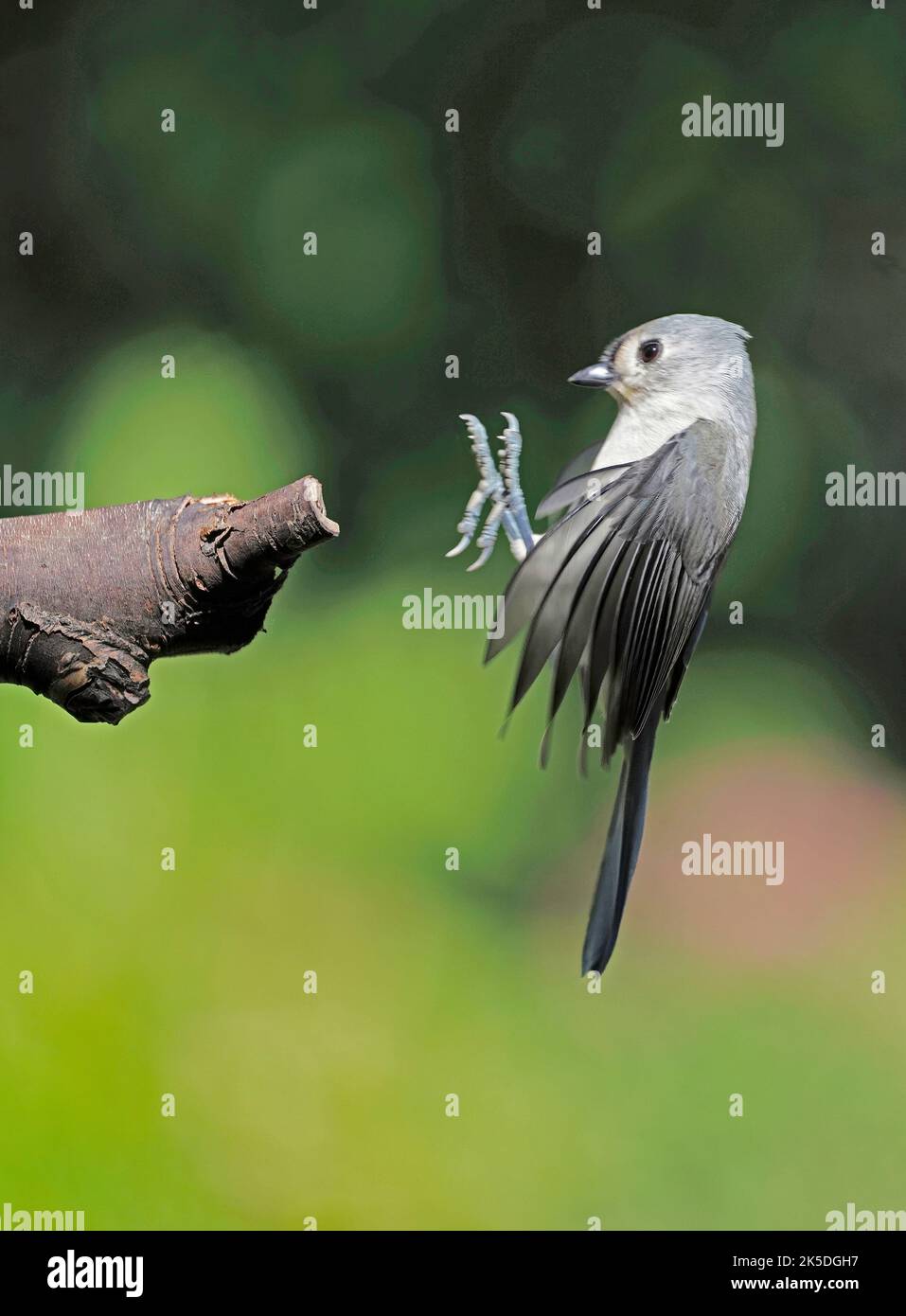 Tufted titmouse in flight hi-res stock photography and images - Alamy