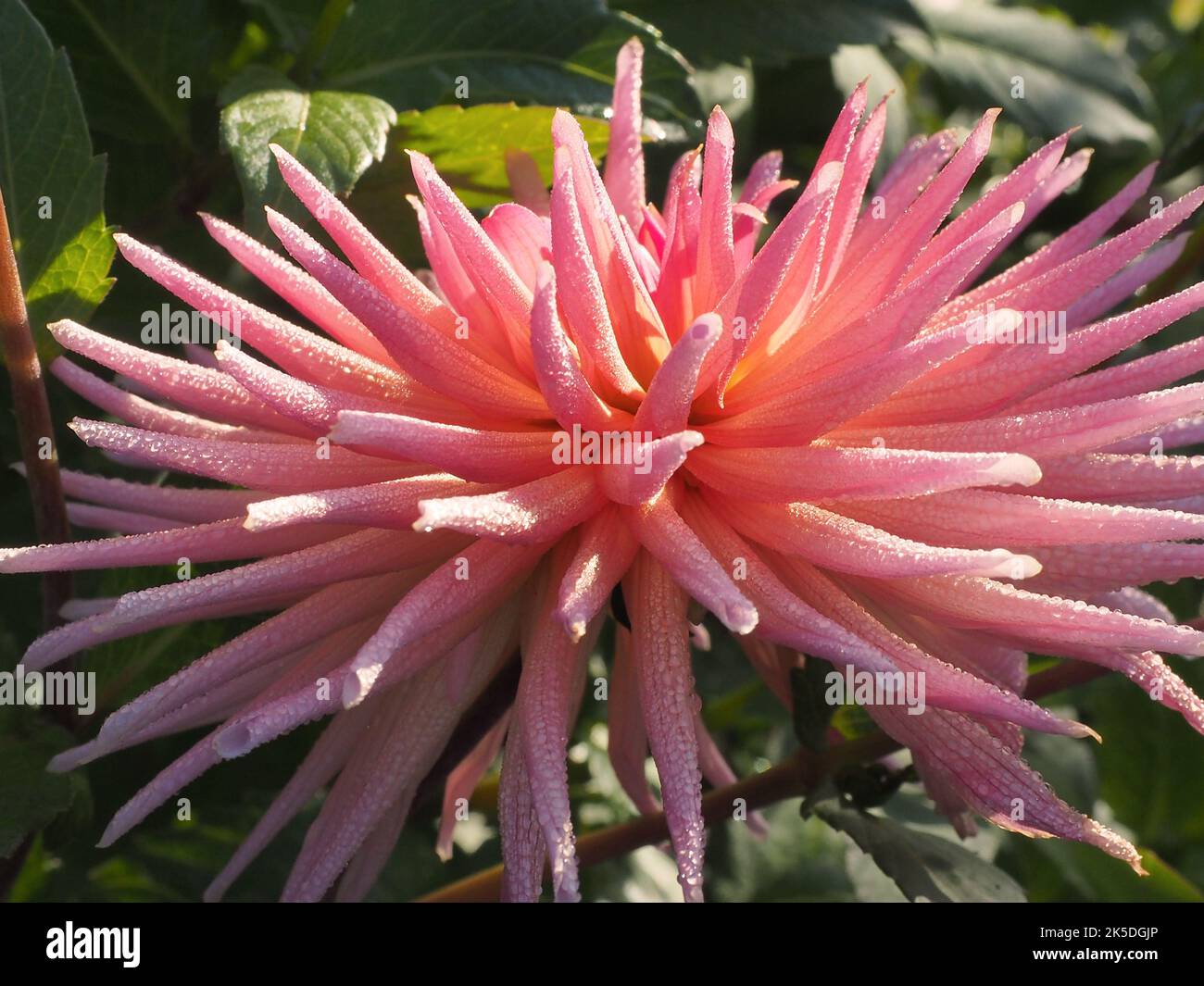 Dahlia in my garden hi-res stock photography and images - Alamy