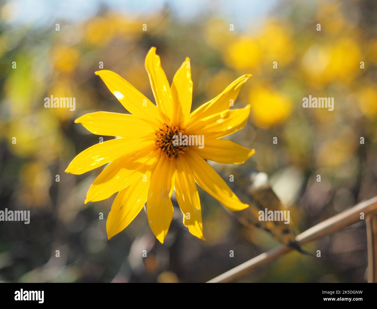 Jerusalem Artichoke, topinambur flowers - wild sunflower Stock Photo - Alamy