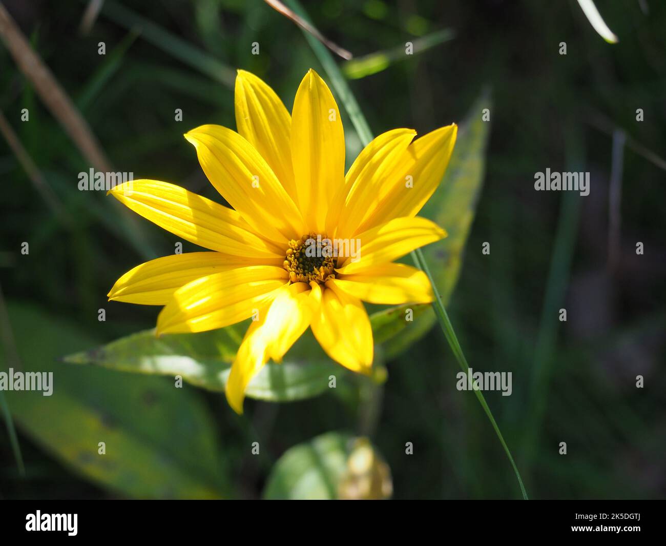 Jerusalem Artichoke, topinambur flowers - wild sunflower Stock Photo ...