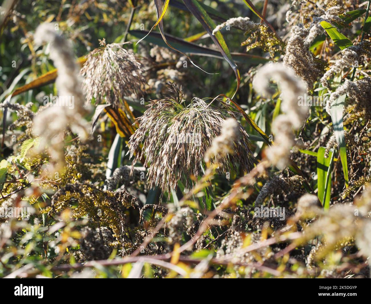 Dry goldenrod in autumn time Stock Photo - Alamy