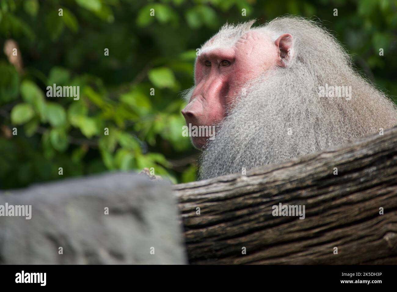 A closeup shot of a baboon in the Jungle Arabia in Africa Stock Photo ...