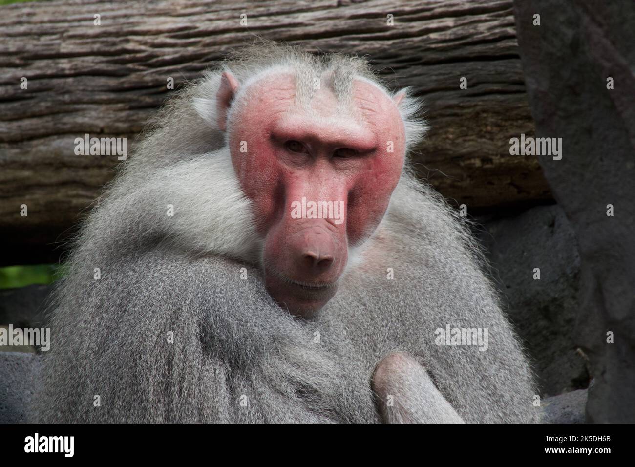 A closeup shot of a baboon in the Jungle Arabia in Africa Stock Photo ...