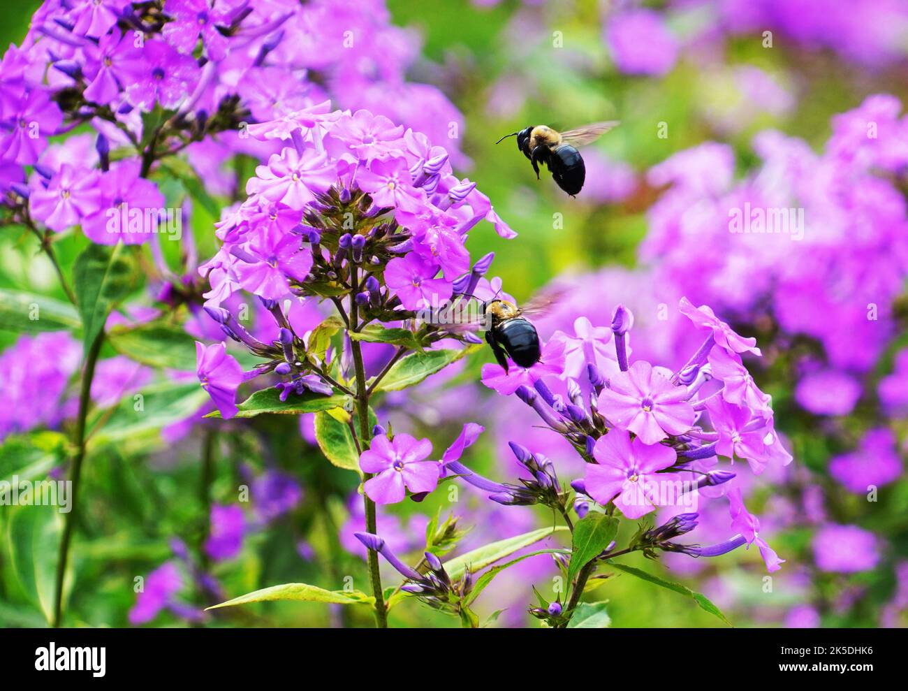 Two bumble bees hi-res stock photography and images - Alamy