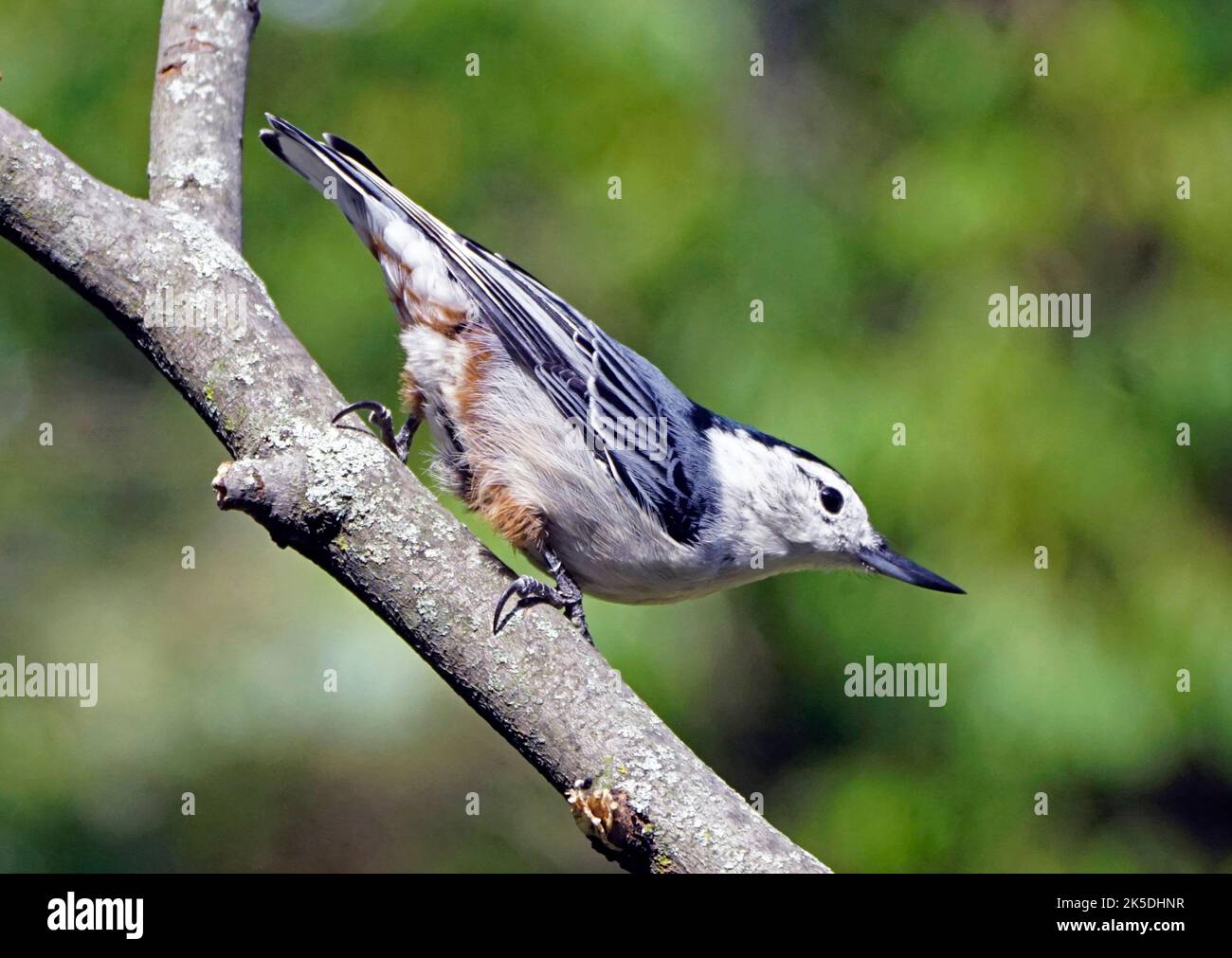 White-breasted Nuthatch in Michigan Stock Photo - Alamy
