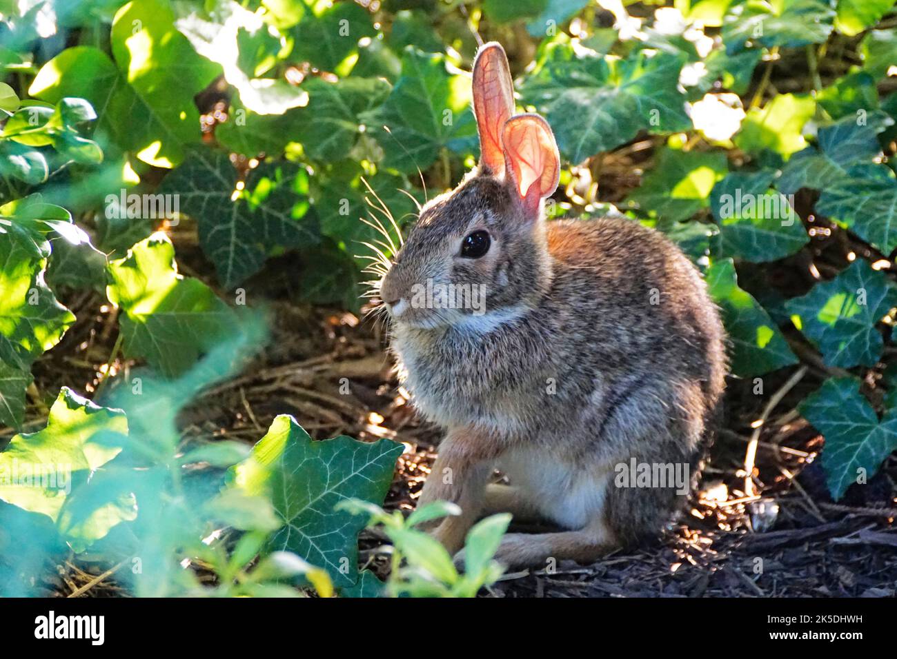 Young Cottontail Rabbit in Michigan, USA Stock Photo - Alamy