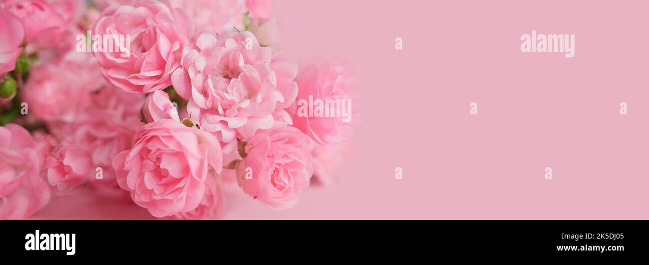 Beautiful rose flower in garden. Rose flower background. Roses flower ...