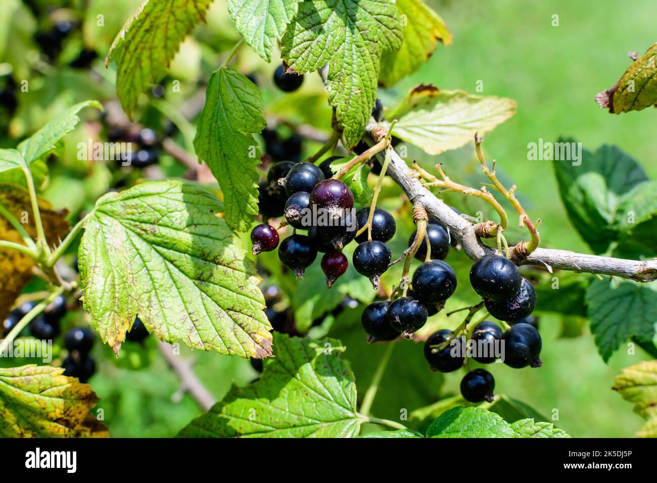 Fresh organic grown Blackcurrant or cassis fruits on a plant in a ...