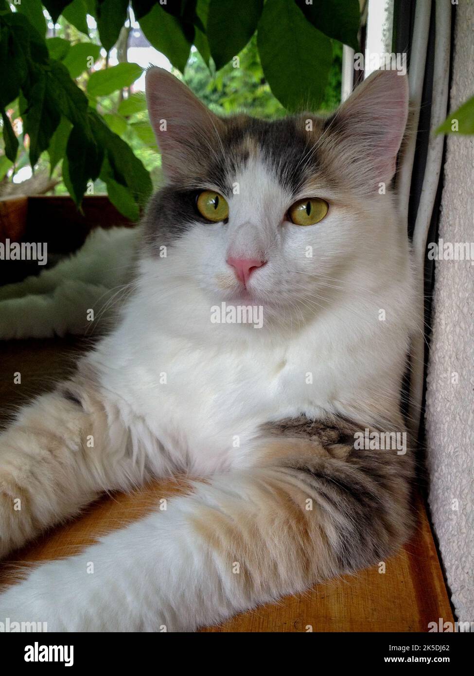 Portrait of a cat: elegant, beautiful and the kings among animals ...