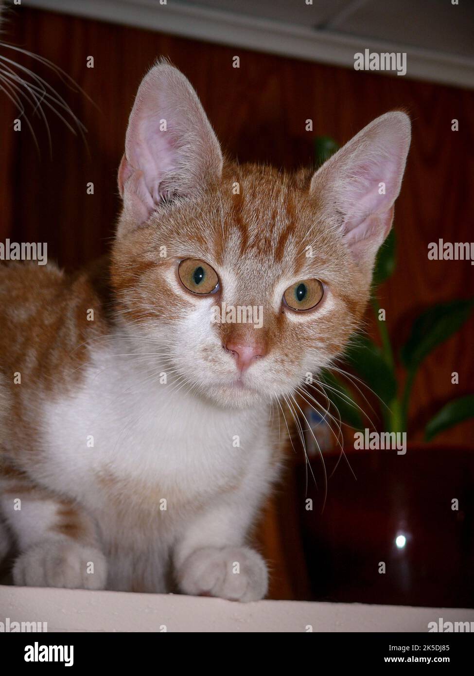 Portrait of a cat: elegant, beautiful and the kings among animals ...