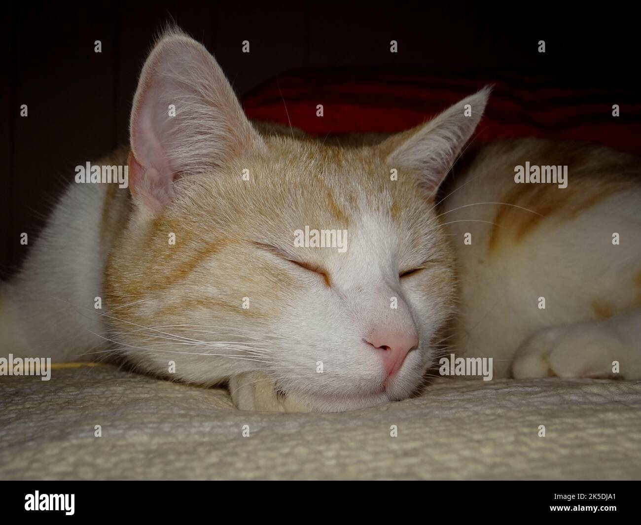 Portrait of a cat: elegant, beautiful and the kings among animals ...