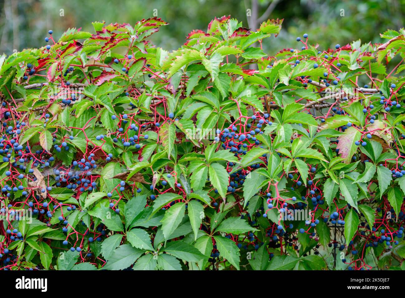 Background with many large green leaves and blue berries of ...