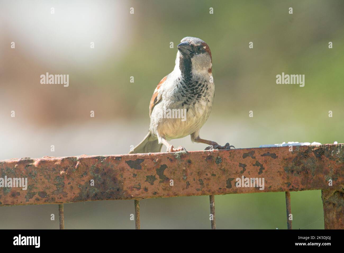 Rusted feathers hi-res stock photography and images - Alamy
