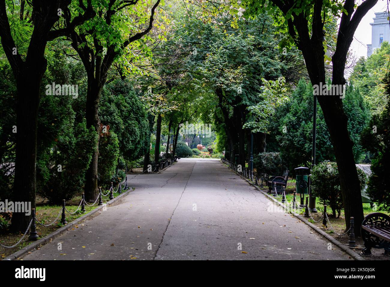 Landscape with the main entrance with vivid green plants, green lime ...