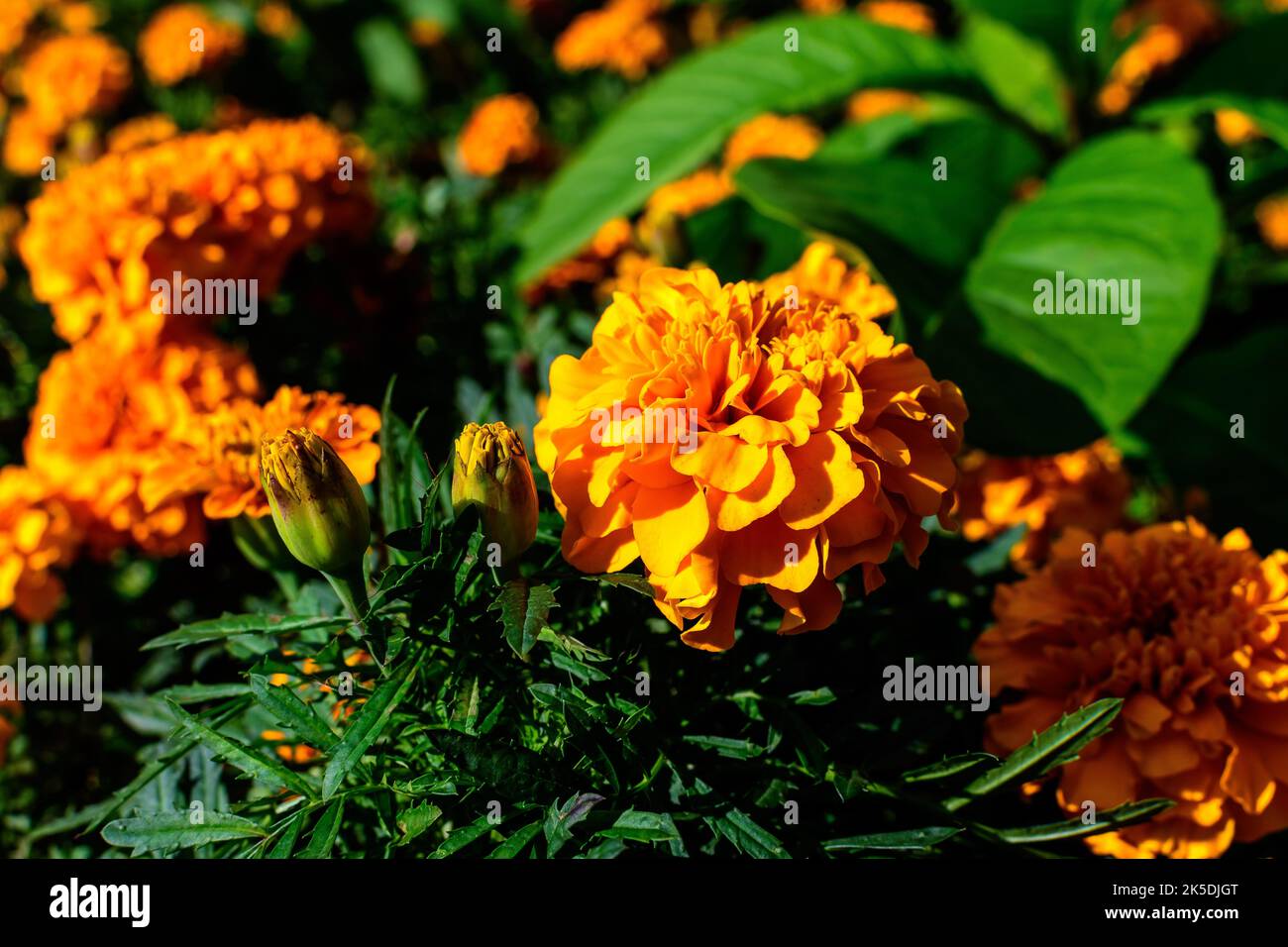 One vivid tagete or African marigold flower in a a garden in a sunny ...