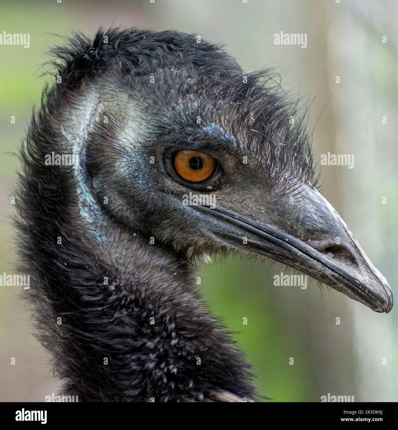 Ostrich (Struthio) portrait. Flightless bird head close up with blurry ...