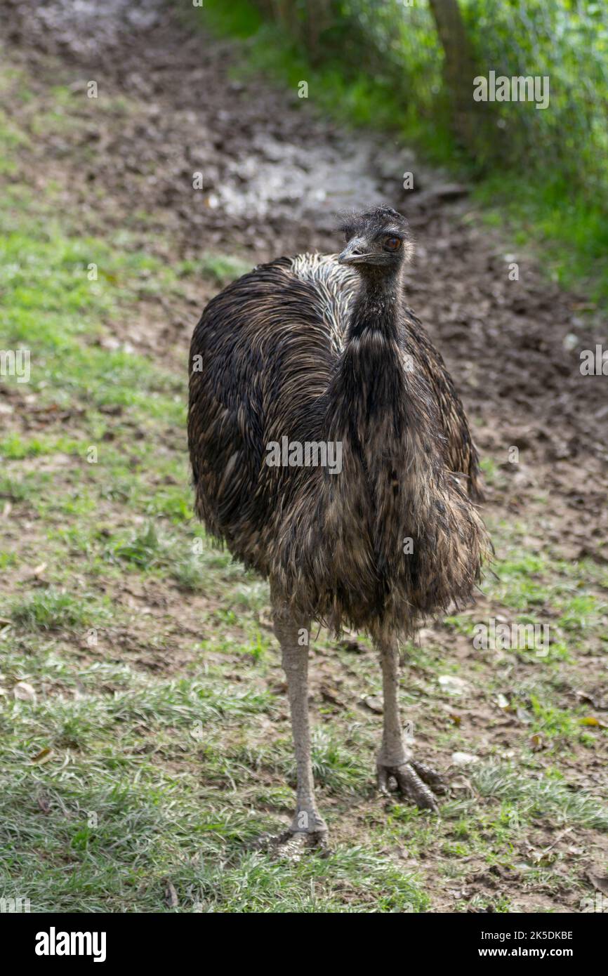 Ostriches (Struthio). Commercial ostrich production. Poultry breeding ...
