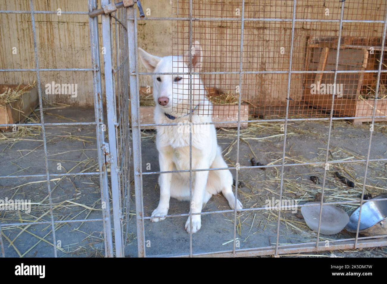 Are Serbian Hounds Good Family Pets