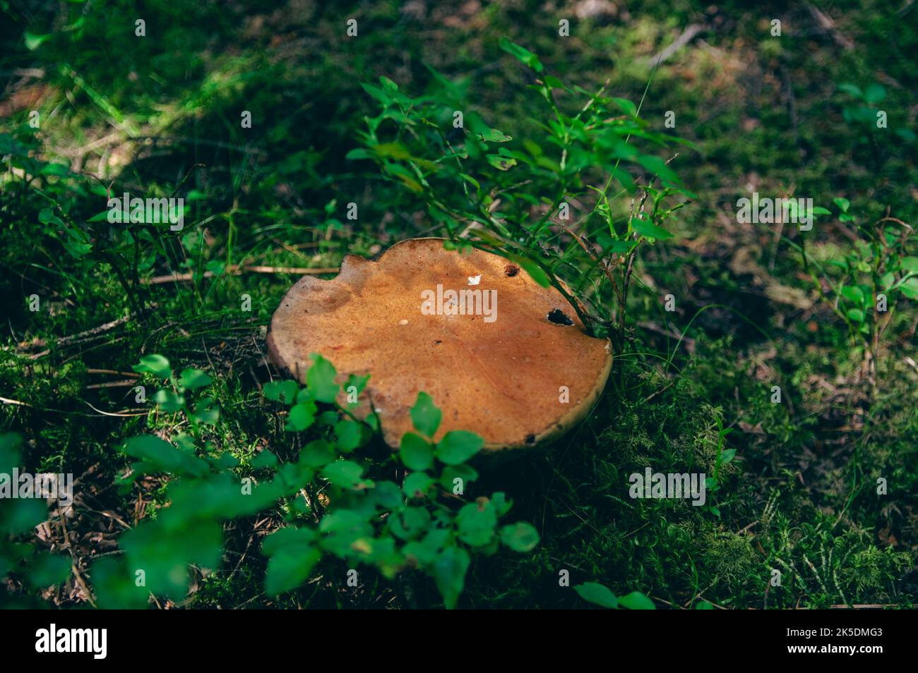 Large beautiful white mushroom boletus with beautiful texture of leg ...