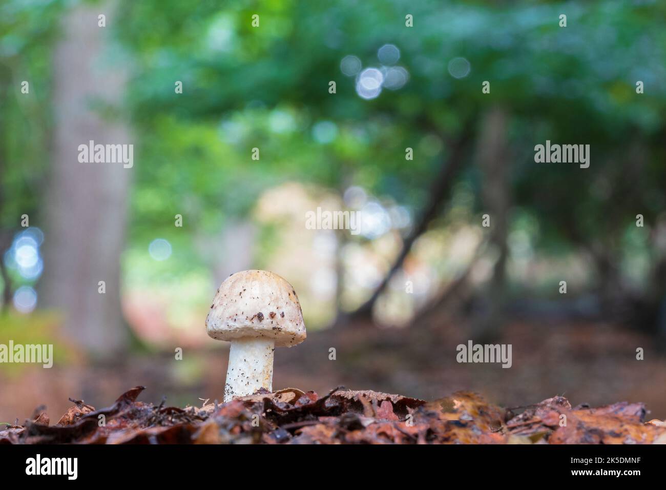 Single mushroom in woodland Stock Photo - Alamy