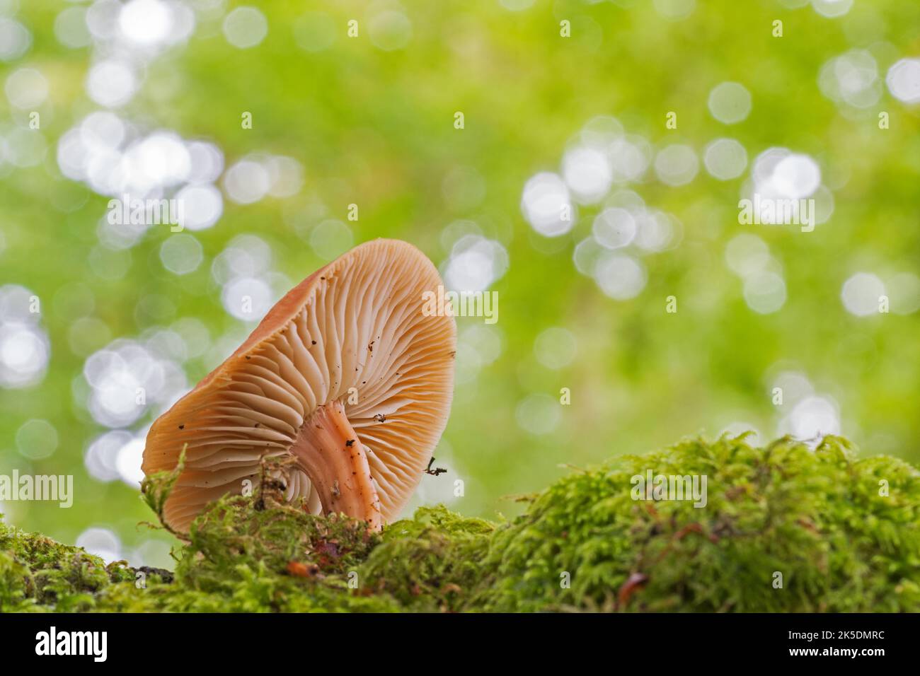 Single mushroom in woodland Stock Photo - Alamy