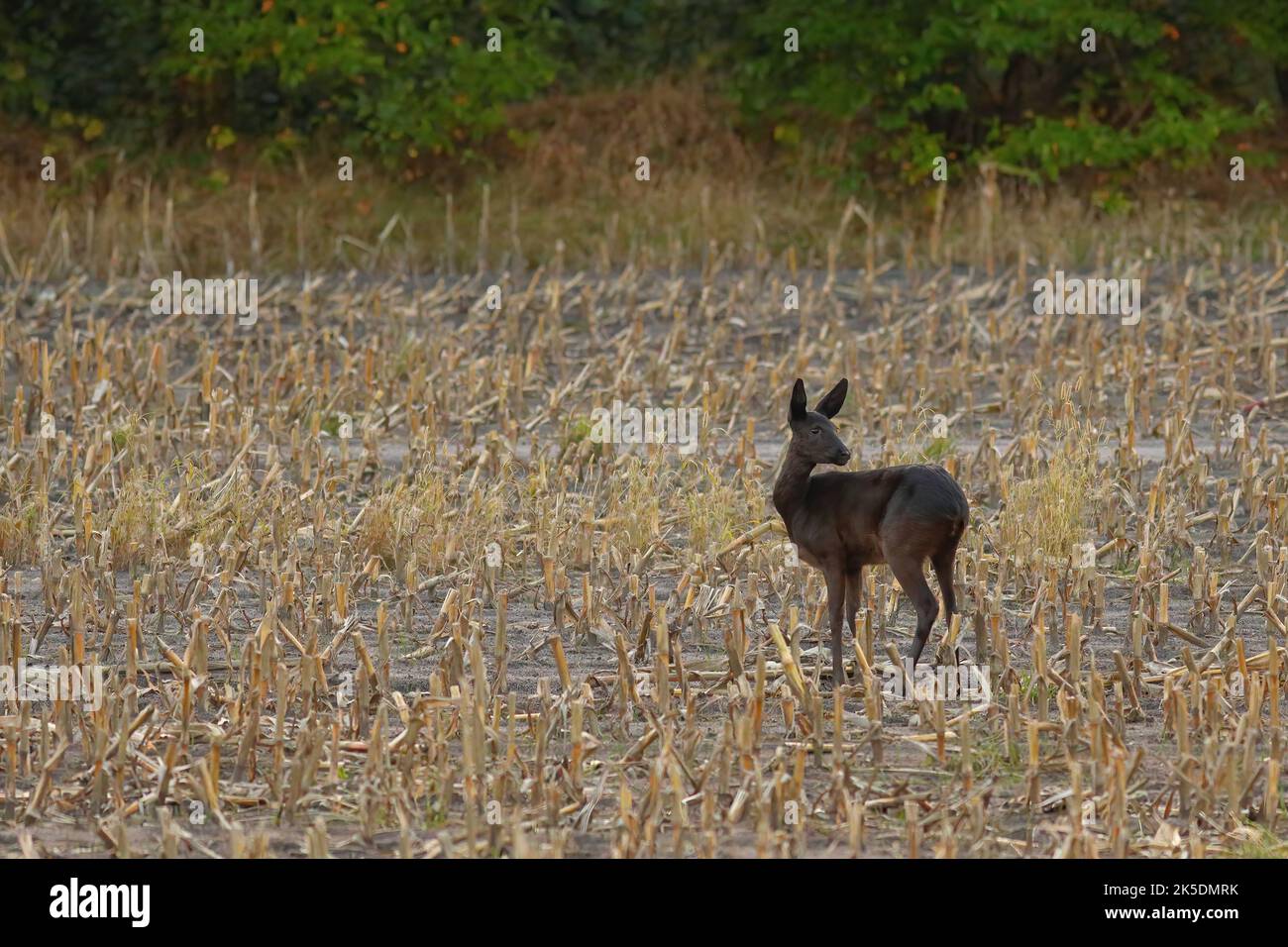 black roe deer on an harvested field Stock Photo - Alamy