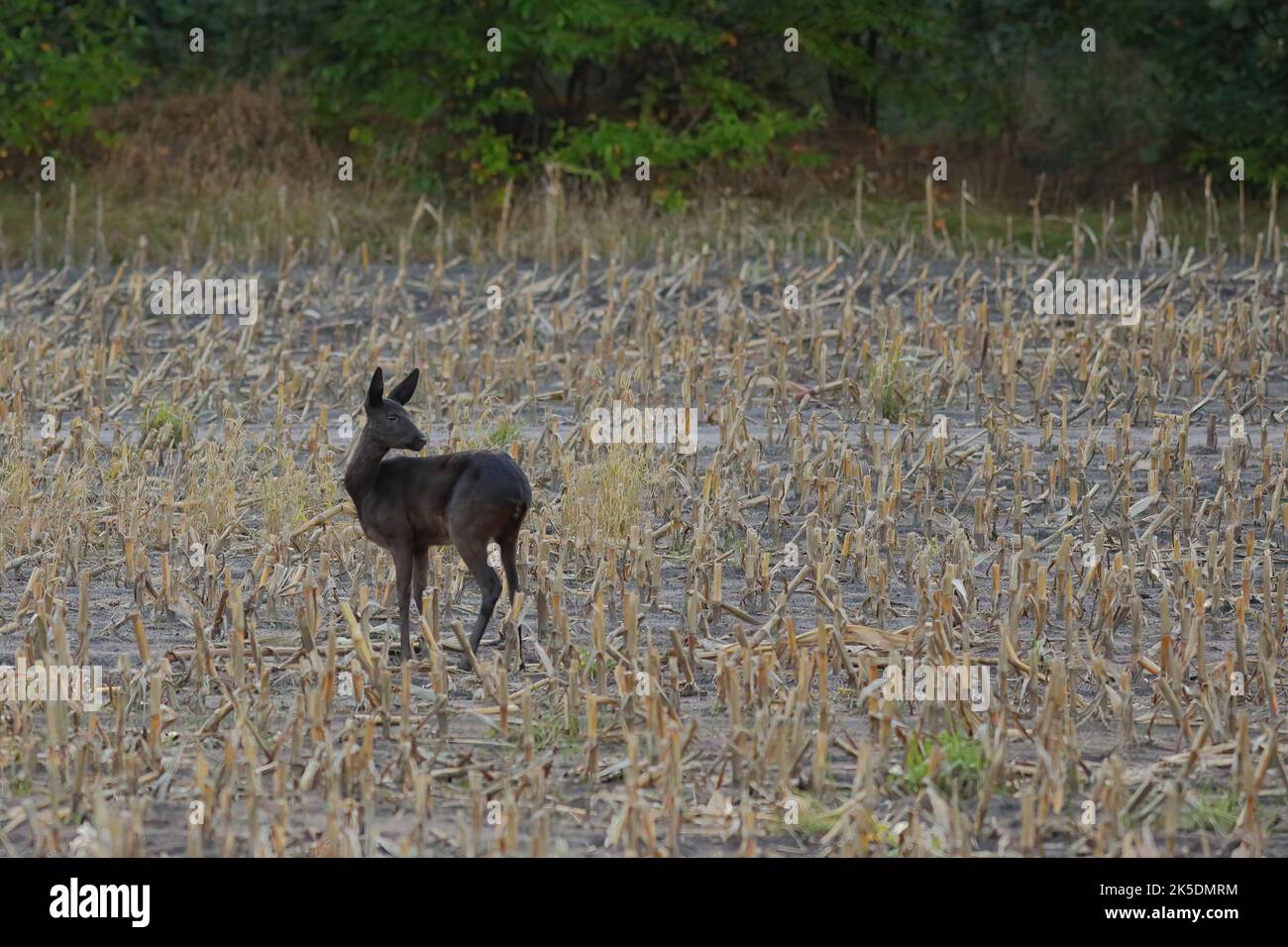 black roe deer on an harvested field Stock Photo - Alamy