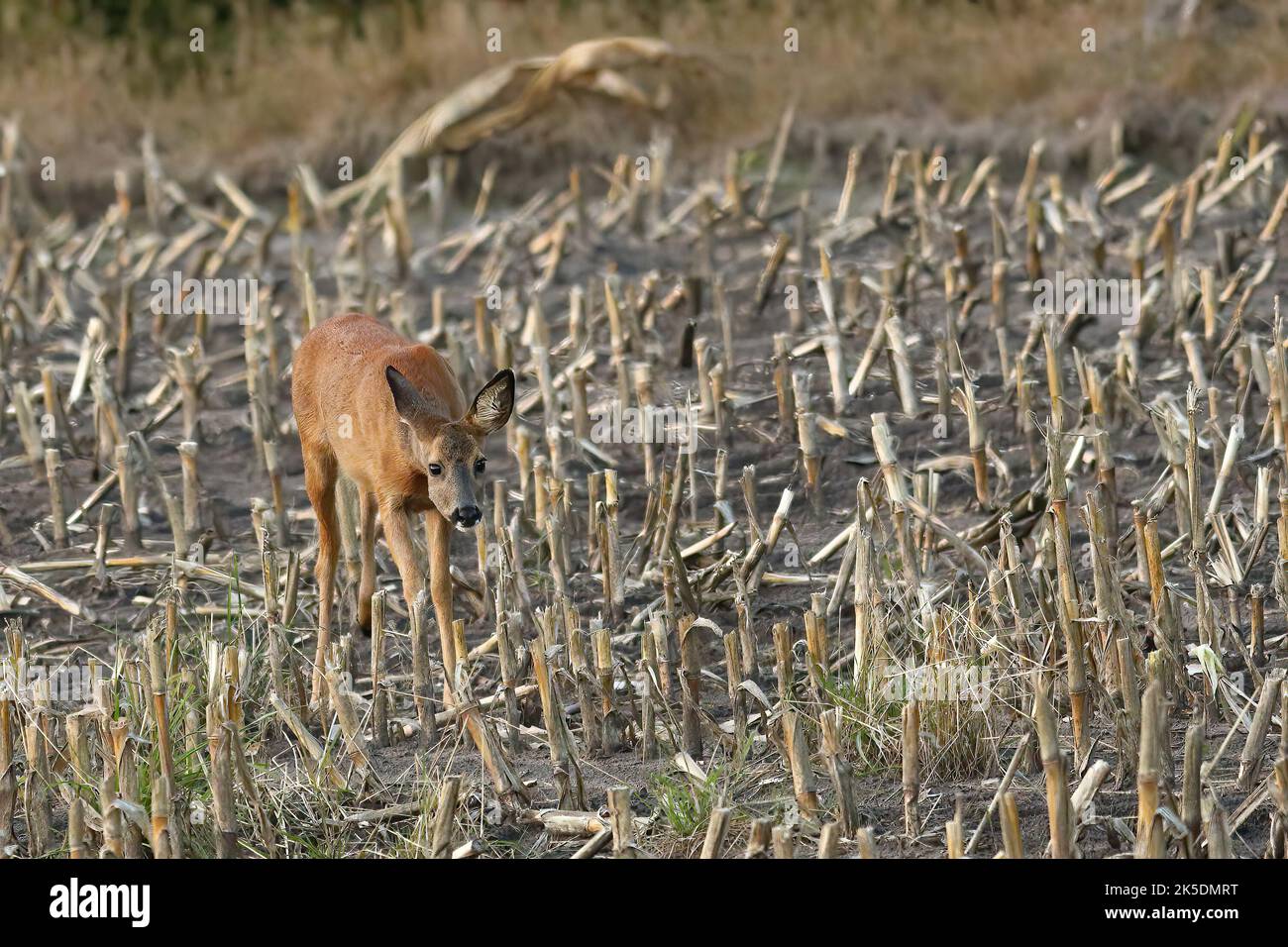 Roe deer on field hi-res stock photography and images - Alamy