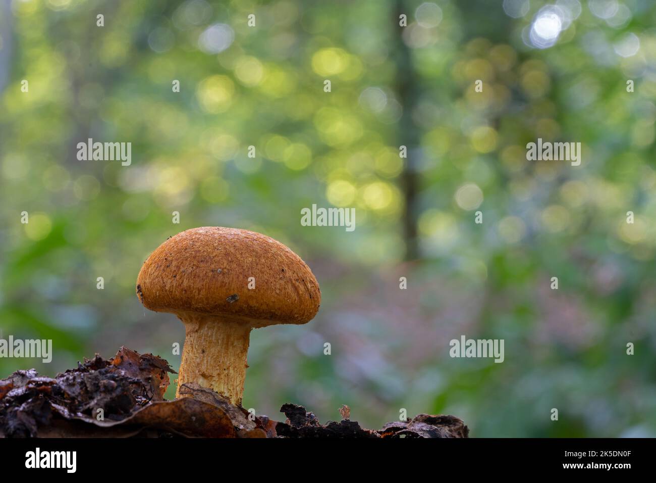 Single mushroom in woodland Stock Photo - Alamy