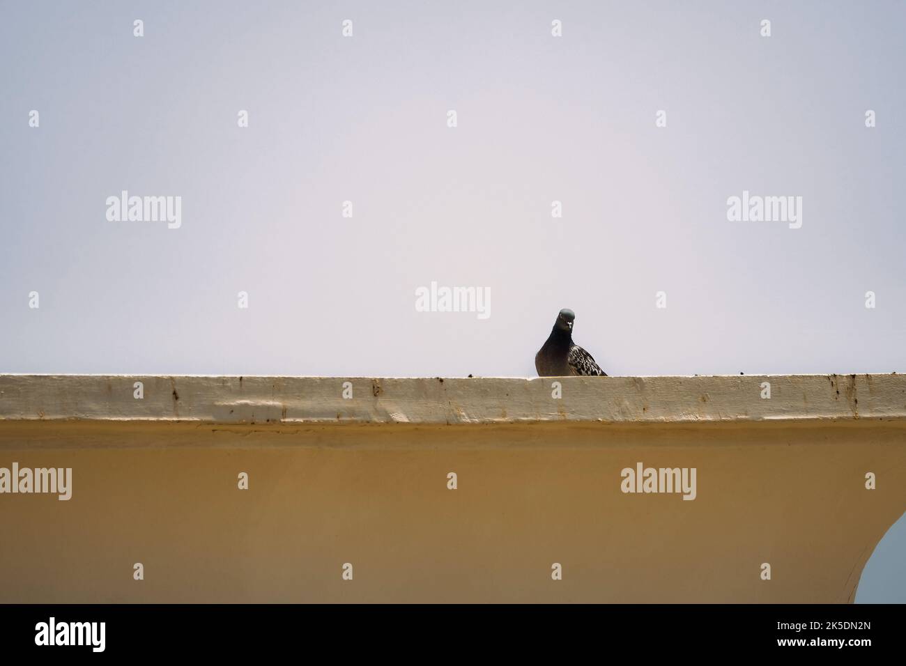 A low-angle of a black feral pigeon on a rooftop with a sky background ...
