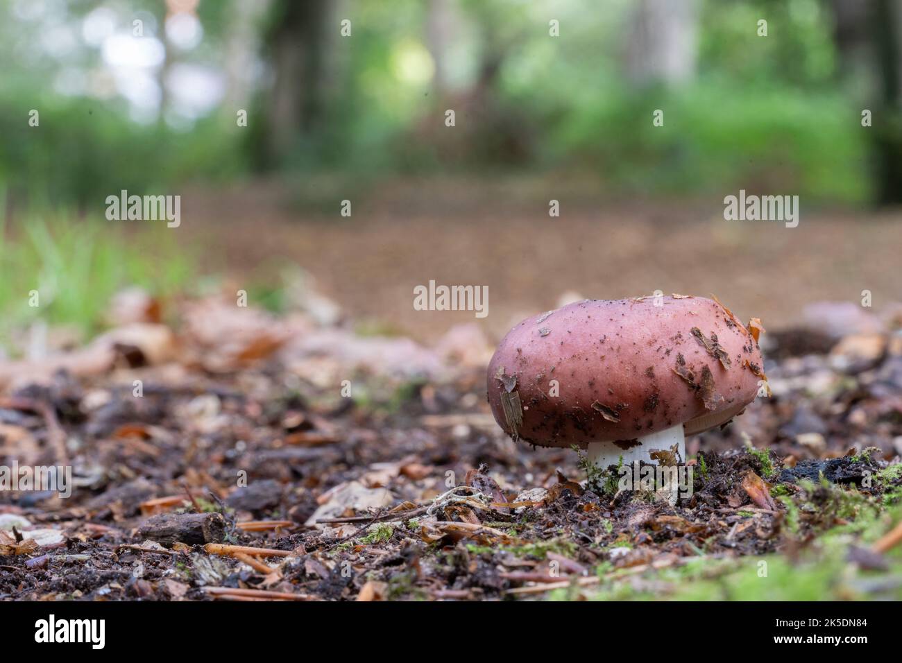Single mushroom in woodland Stock Photo - Alamy