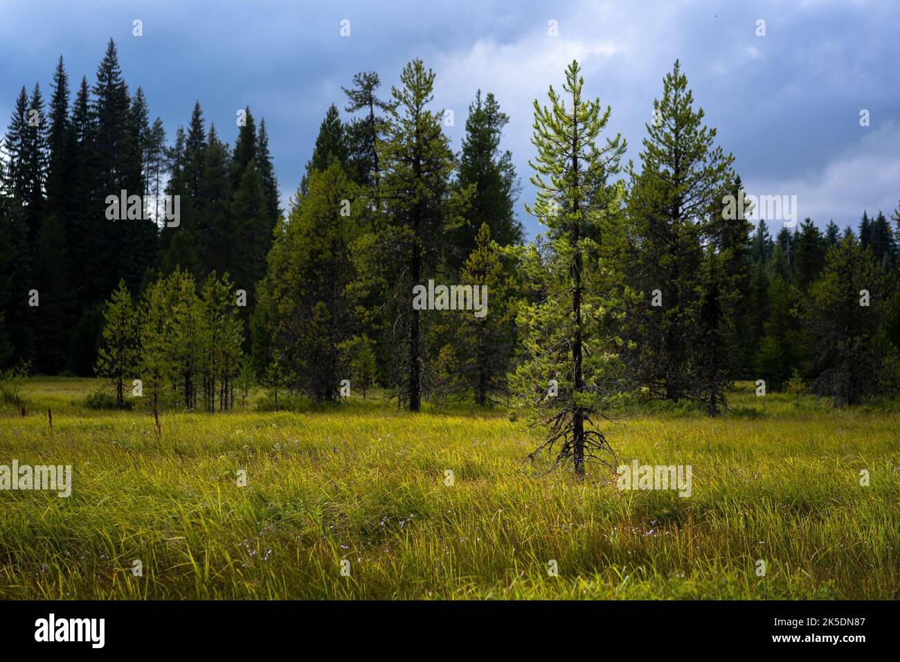 The forest landscape view with the spruce trees background Stock Photo ...