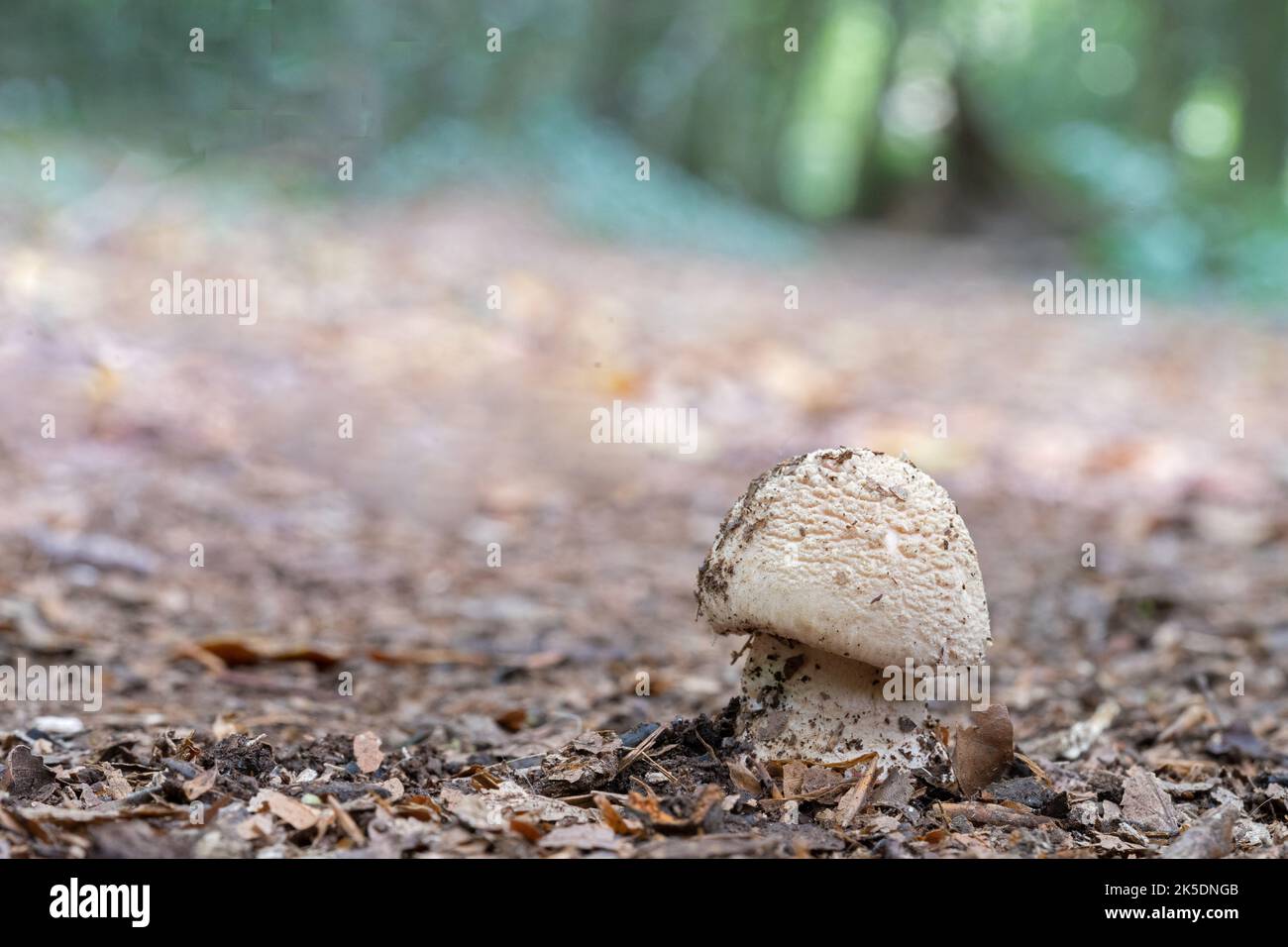 single mushroom in the woodland on Southampton Common Stock Photo - Alamy