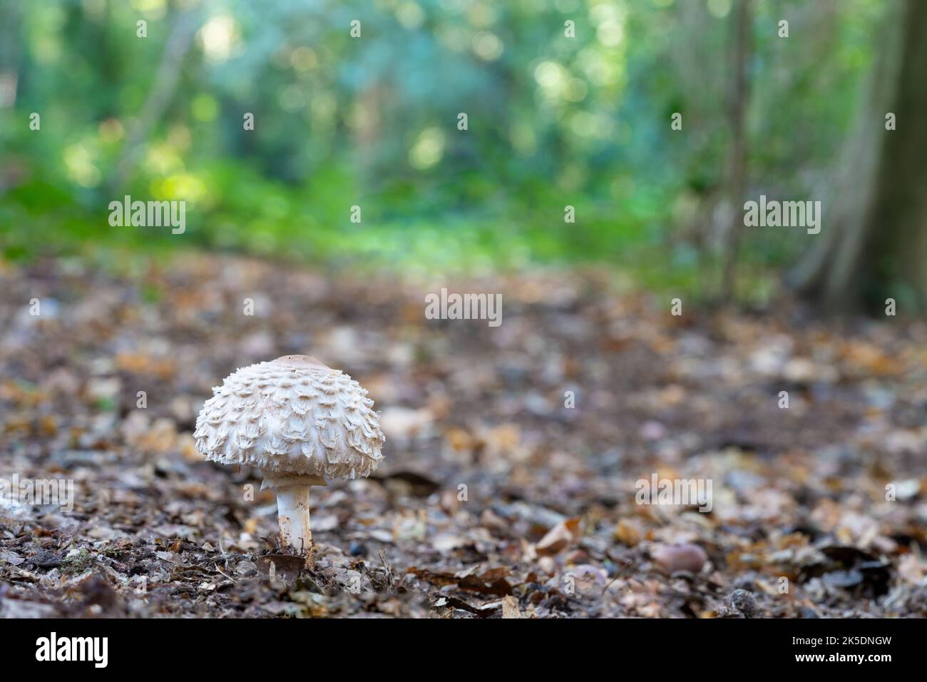 single mushroom in the woodland on Southampton Common Stock Photo - Alamy