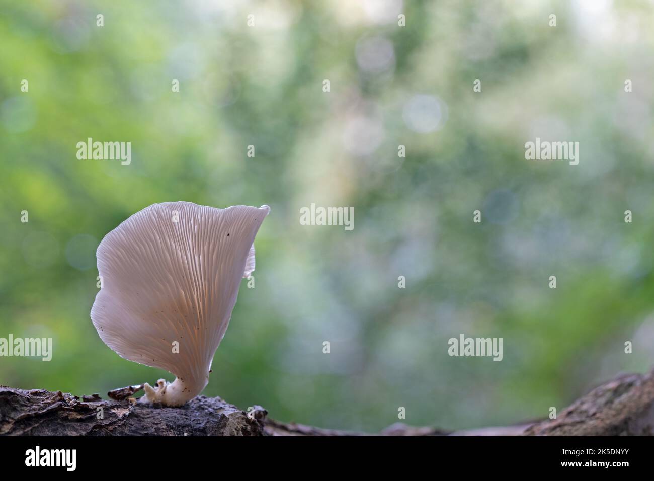 Single mushroom in woodland Stock Photo - Alamy