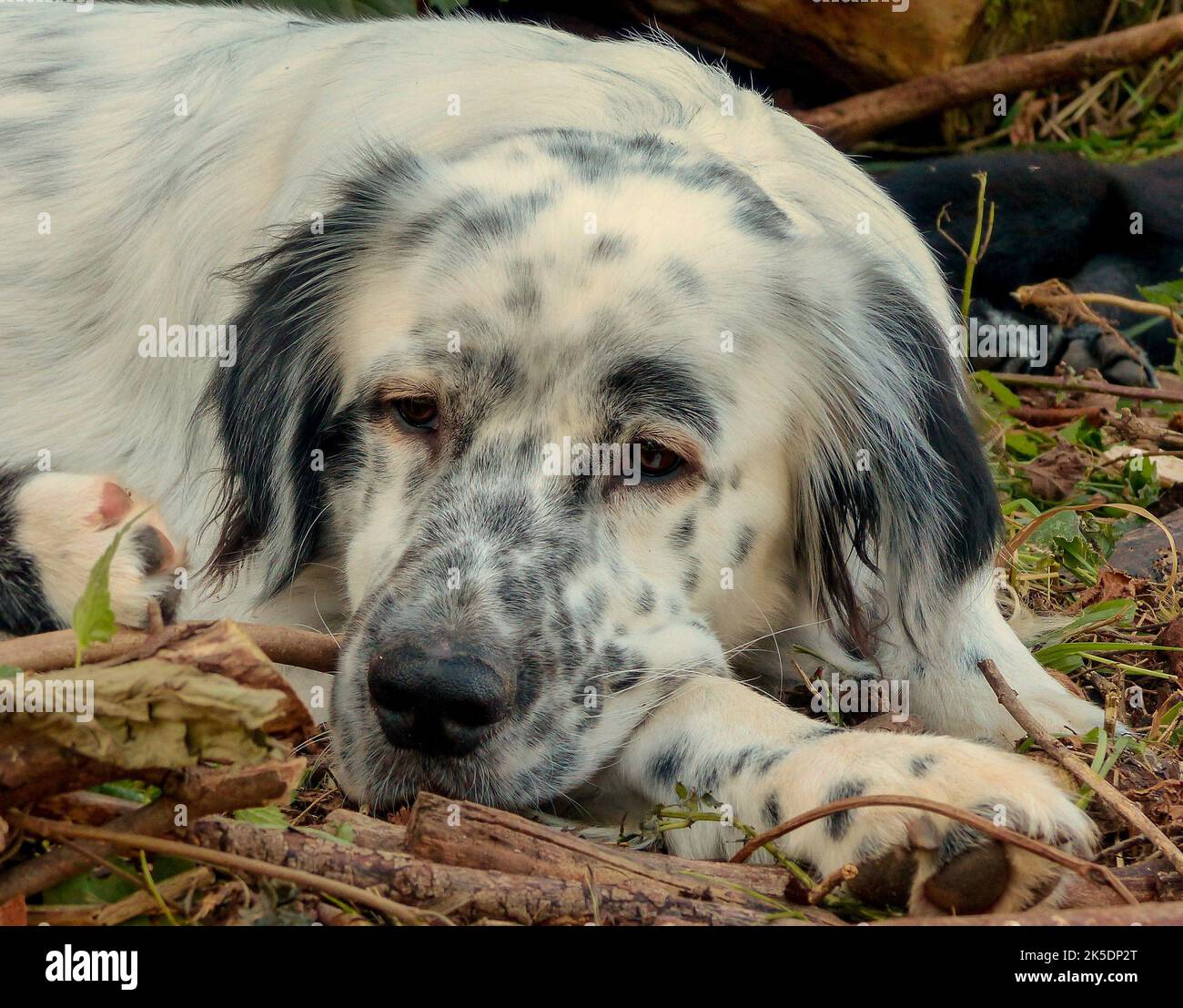 Portrait picture on lovely hi-res stock photography and images - Alamy