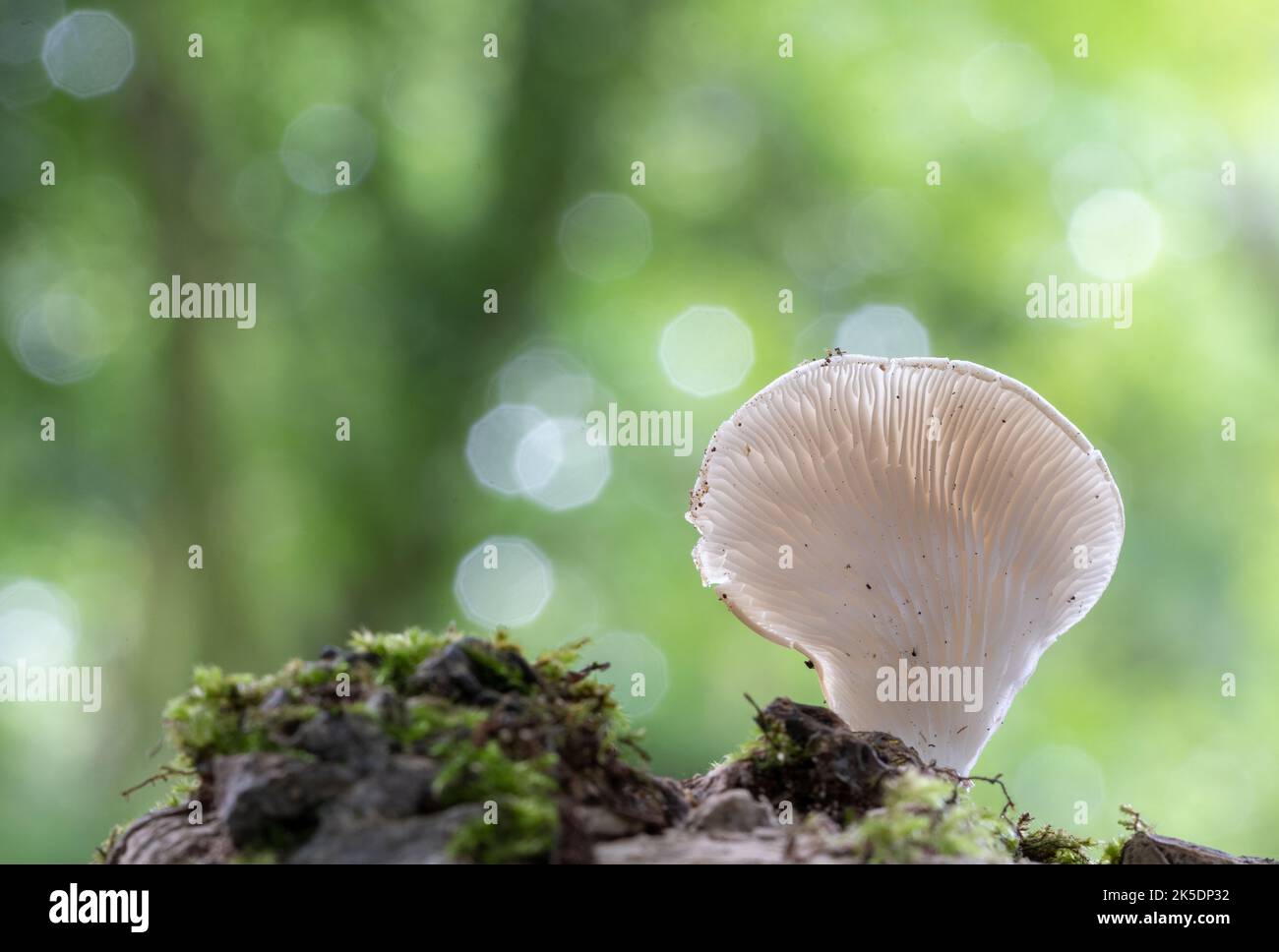 Single mushroom in woodland Stock Photo - Alamy