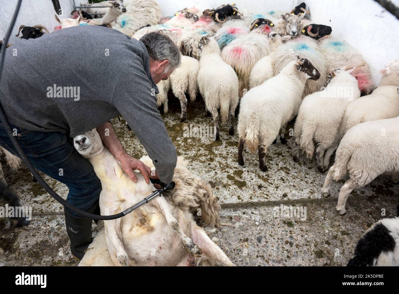 Sheep shearer hi-res stock photography and images - Alamy